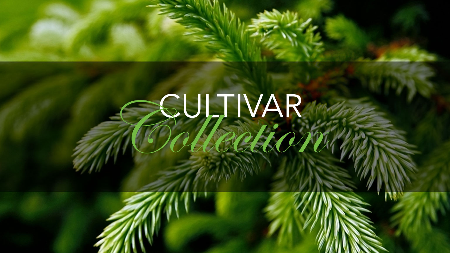 Everything You Need to Know About Pinene – Cultivar Collection | Trulieve